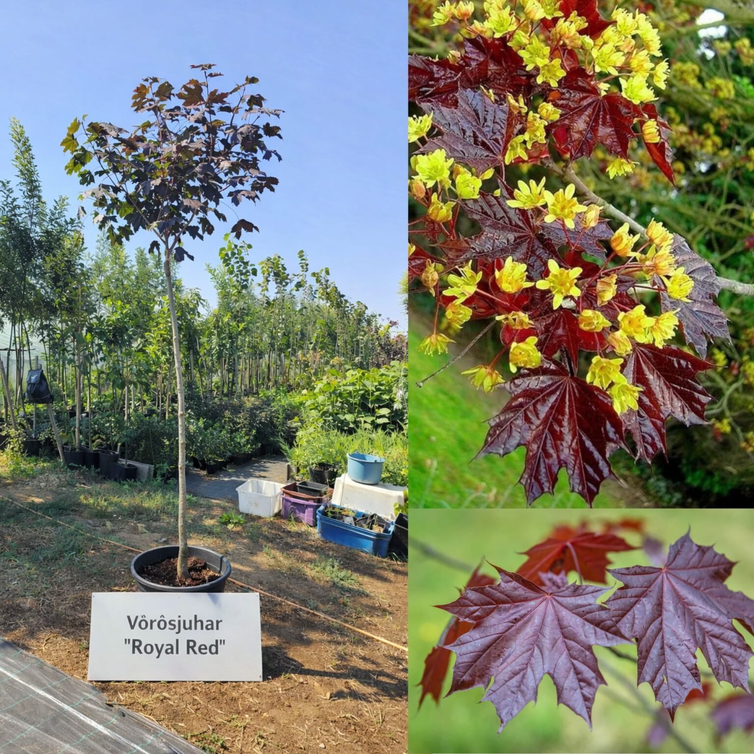 Elképesztő Színvilág! Vörösjuhar és Vérjuhar "Acer platanoides Royal ...