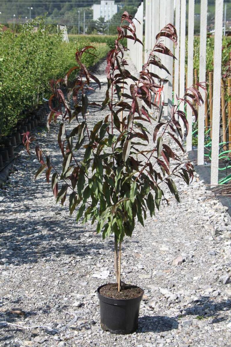 Látványos Piros levelű Őszibarack RUBIN 100 cm "Prunus persica rubira ...